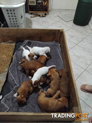American Staffordshire cross pups