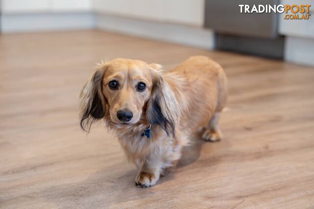 Purebred Mini Dachshund Puppies Red Cream Sable to steal your heart ...