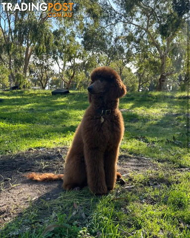Purebred Standard Poodle Puppies