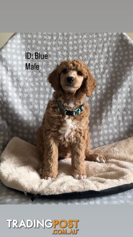 Purebred Standard Poodle Puppies
