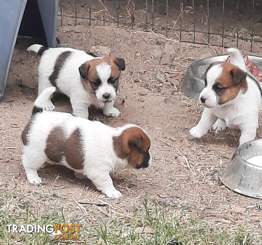 Male Jack Russell Terrier Puppies for sale