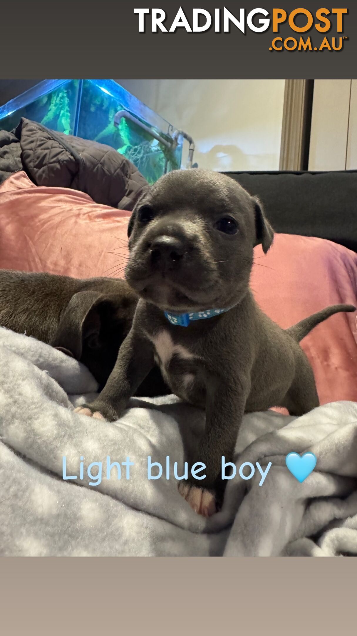 Purebred blue English staffy
