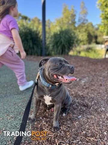 Purebred blue English staffy