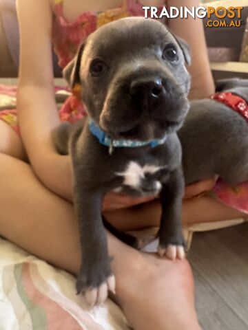 Purebred blue English staffy