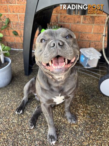 Purebred blue English staffy