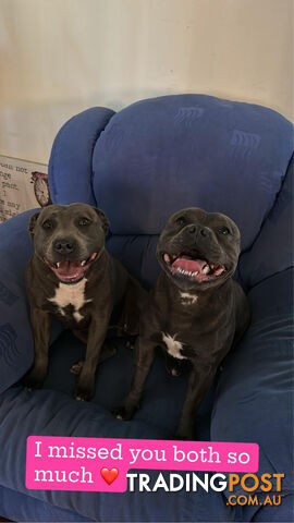 Purebred blue English staffy