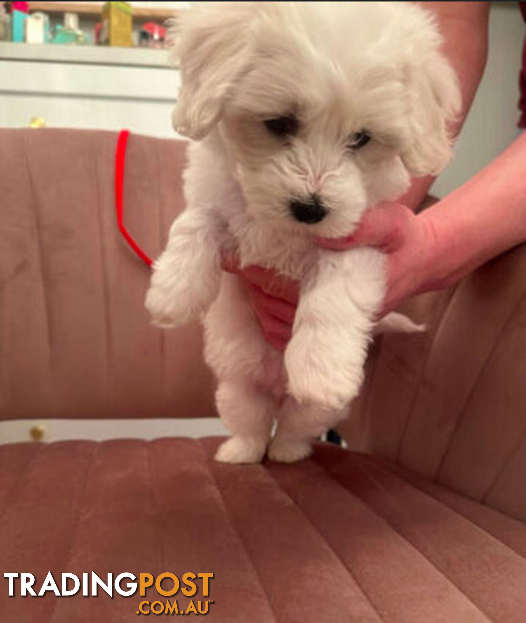 Purebred Bichon Frise puppies