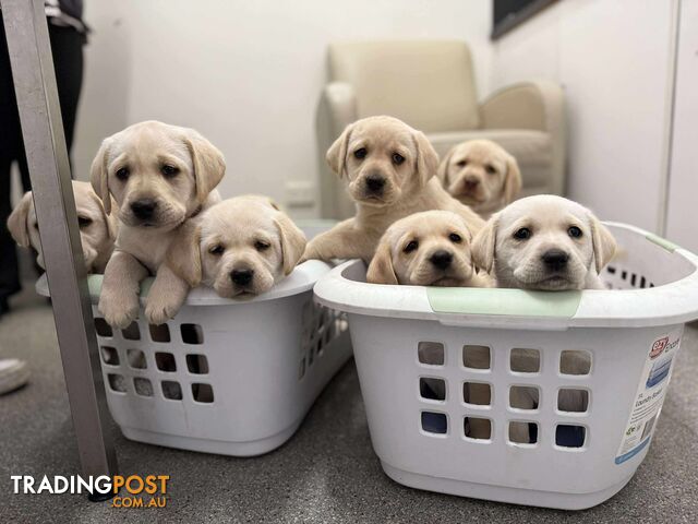 17 Labrador Retriever Puppies in Victoria