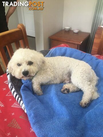 Puppies for Sale