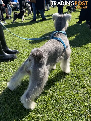Purebred Miniature Schnauzers NSW