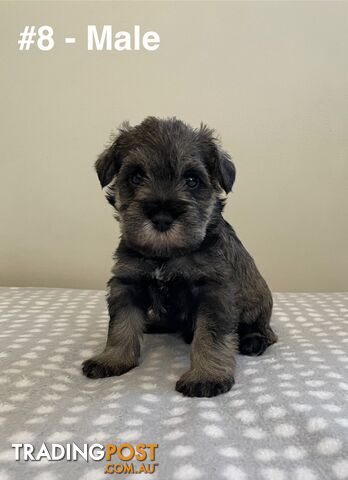 Purebred Miniature Schnauzers NSW