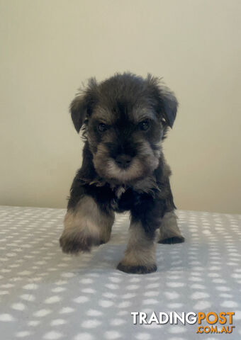 Purebred Miniature Schnauzers NSW