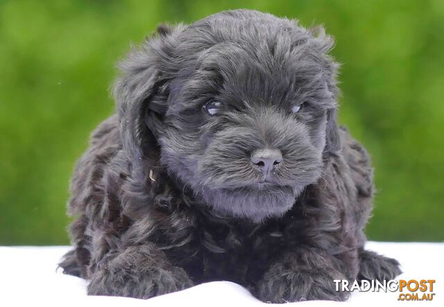 Schnoodle Poodle X Schnauzer Puppies