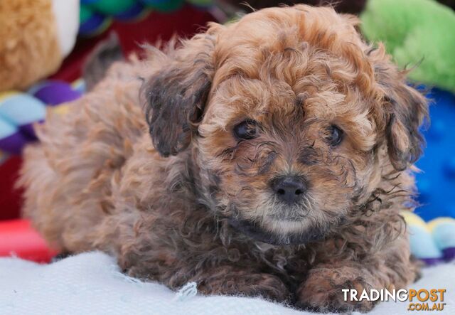 Moodle Puppies Designer Breed