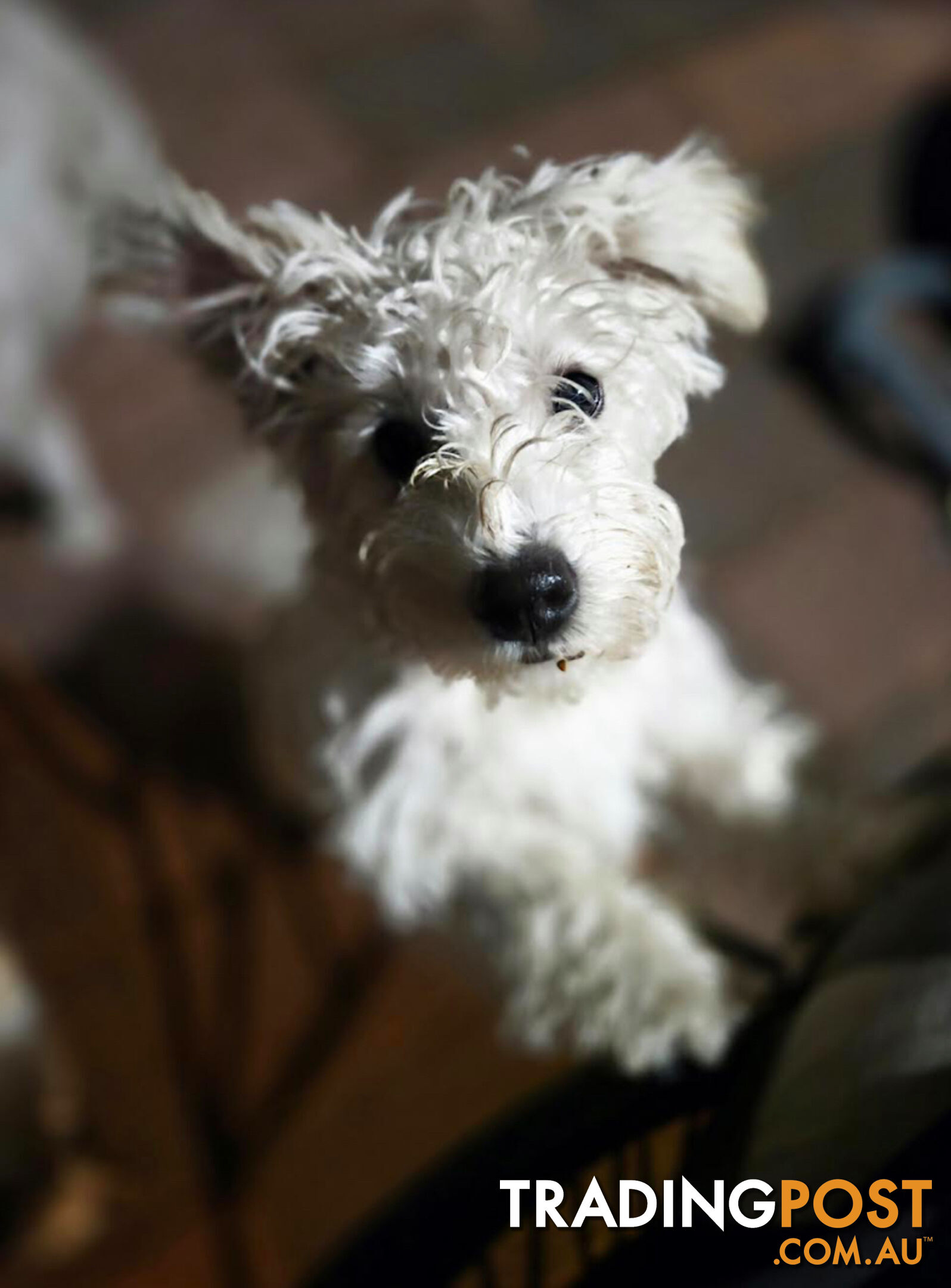 Westie poo puppy