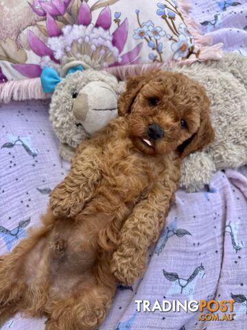 12 Cavoodle Puppies in New South Wales