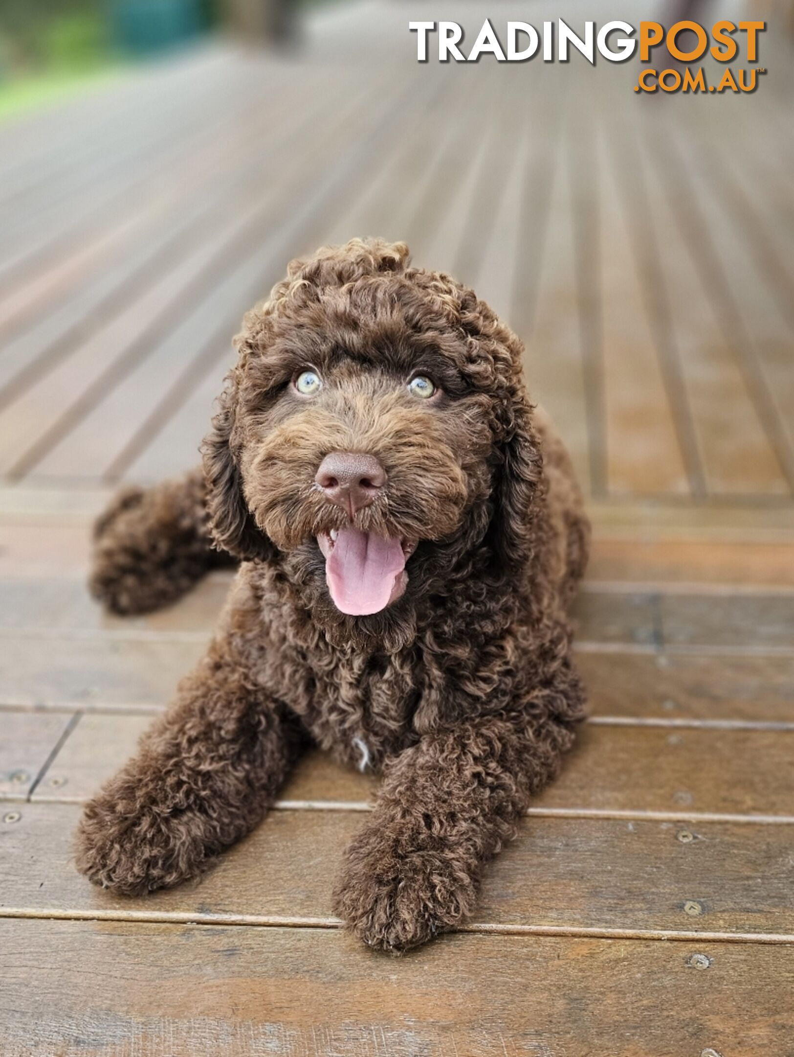 Chocolate Groodle x Labradoodle Double Doodle Dogs Puppies
