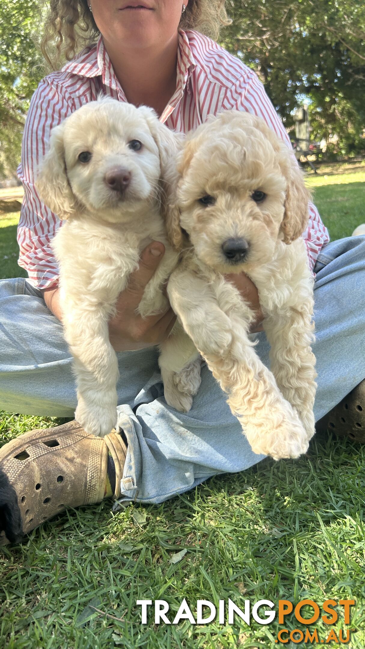 Labradoodle f2