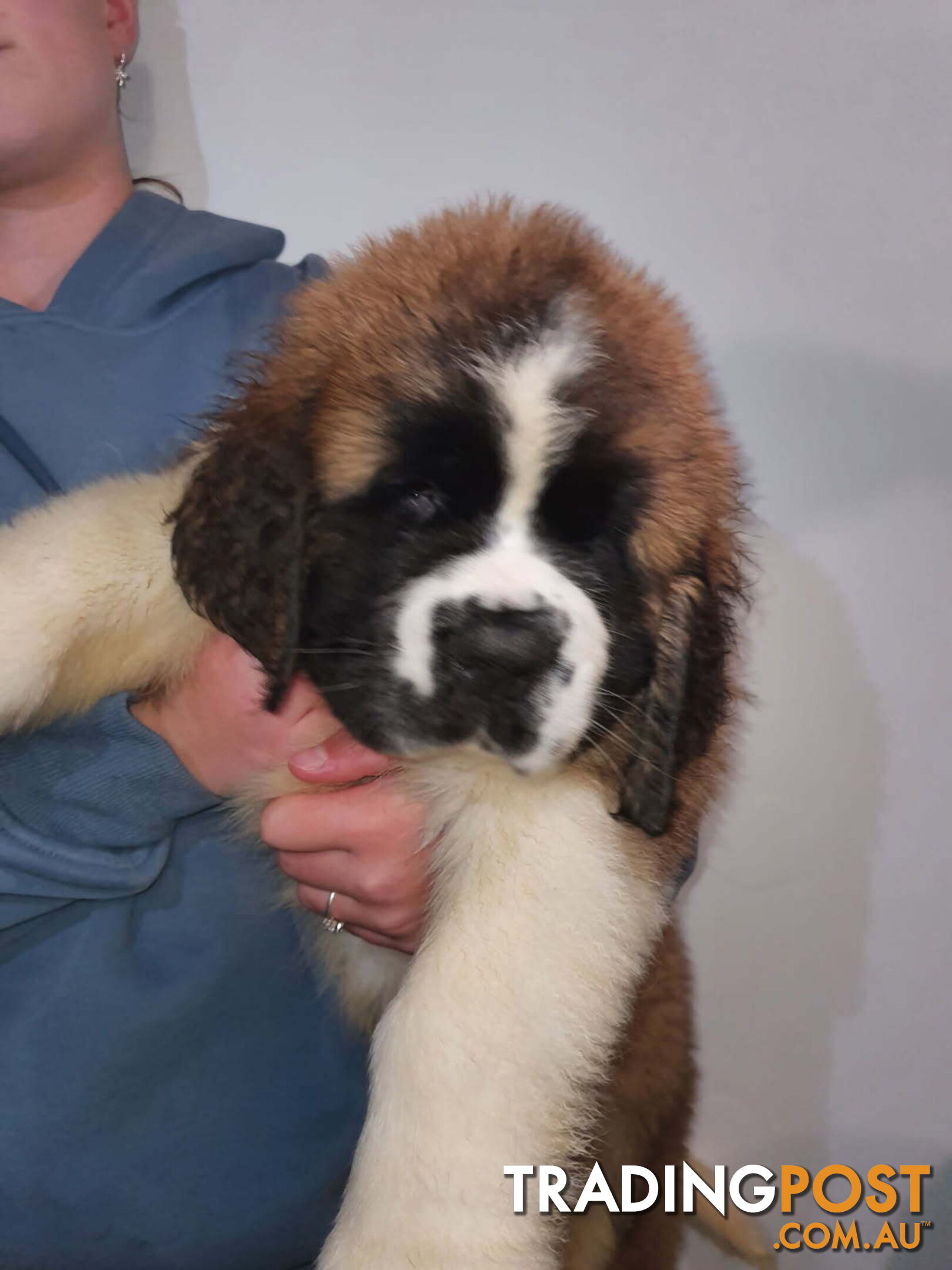 Pure bred Saint Bernard puppies
