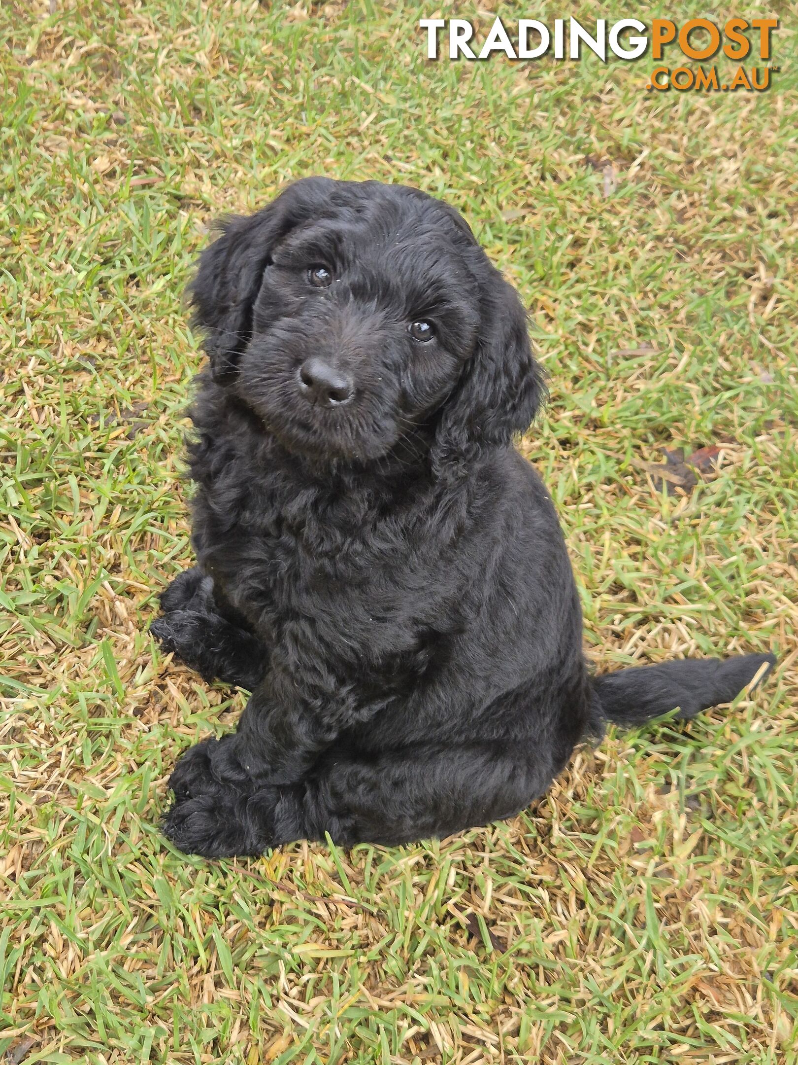 Standard Groodle Puppies