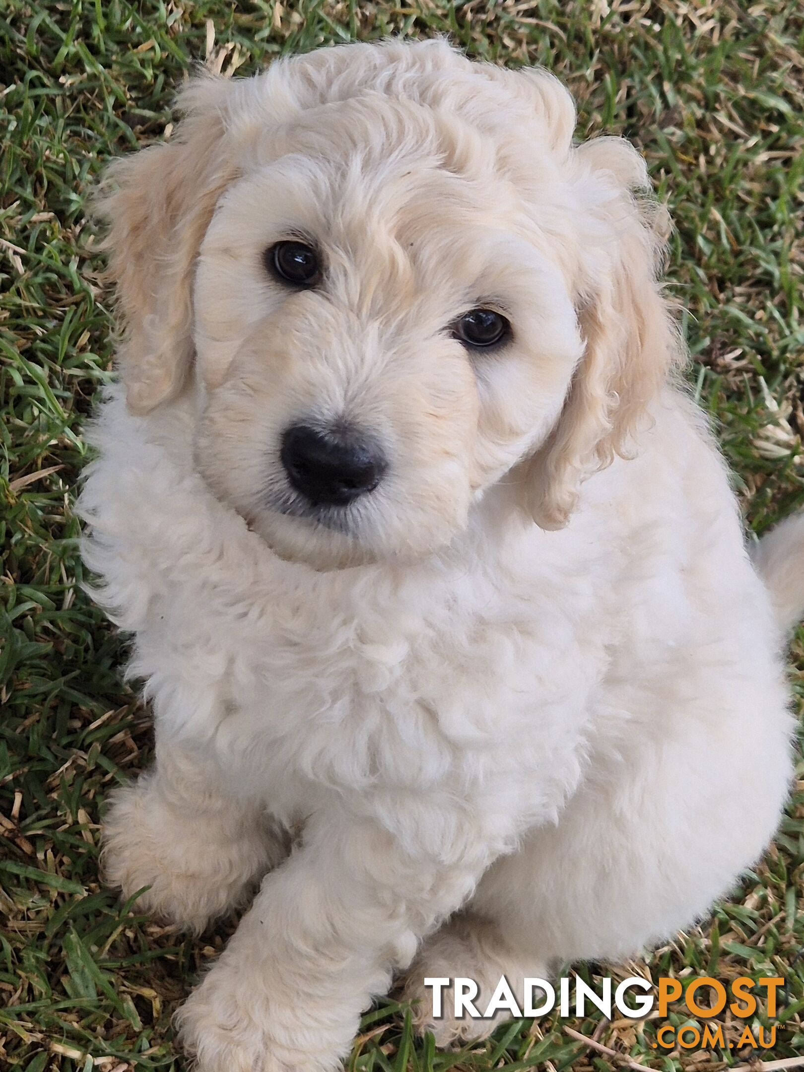 Standard Groodle Puppies