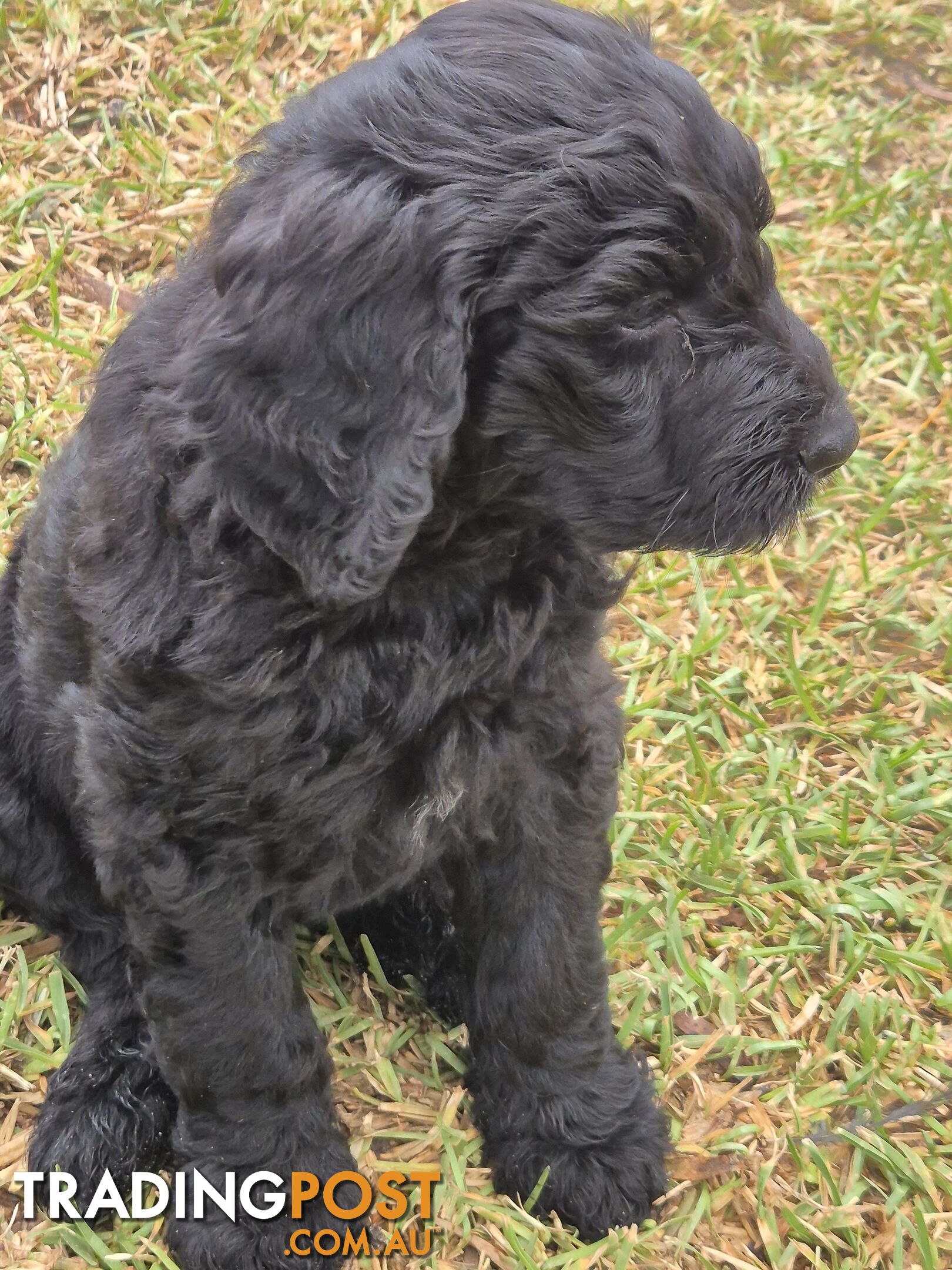 Standard Groodle Puppies