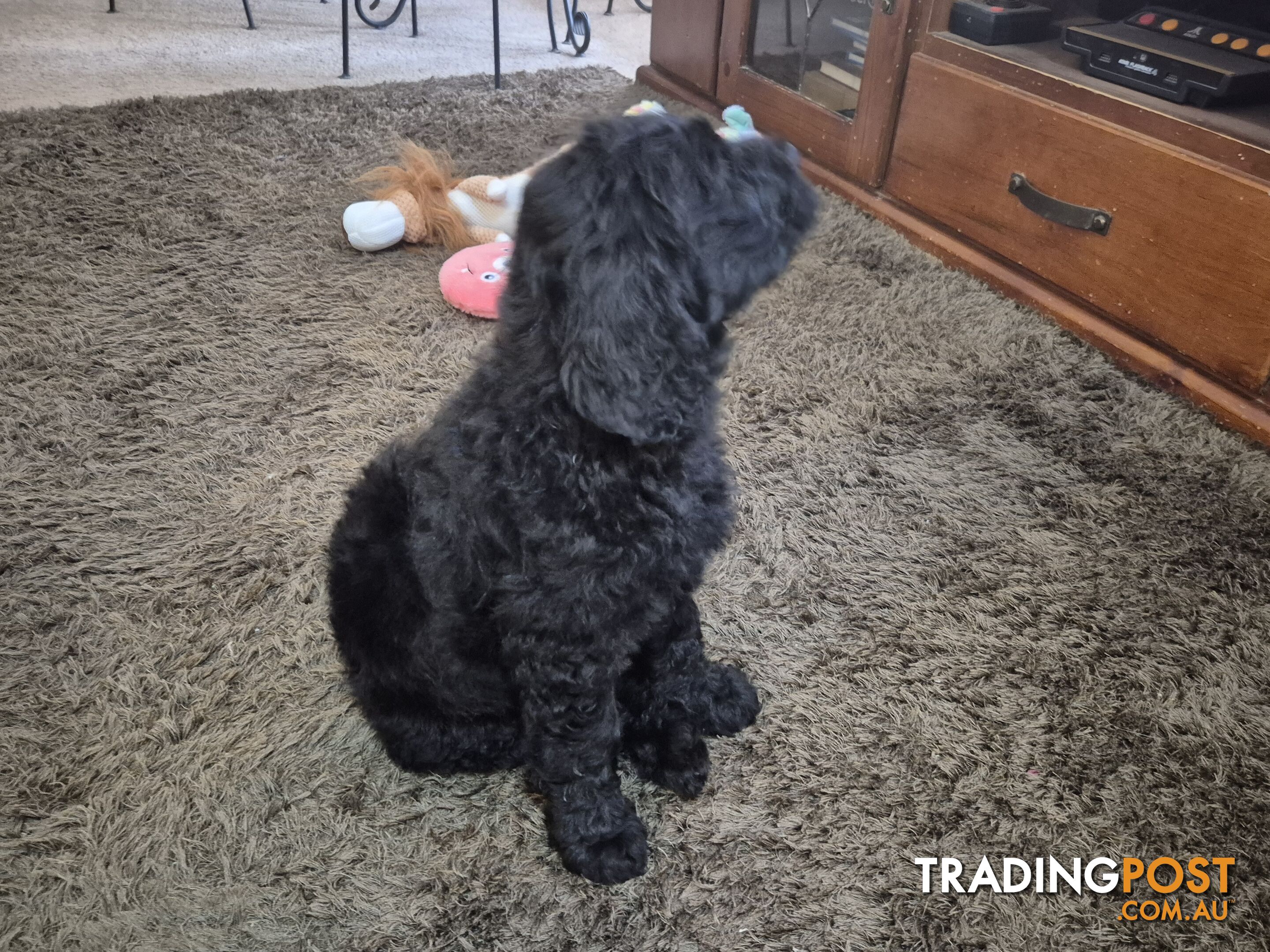Standard Groodle Puppies