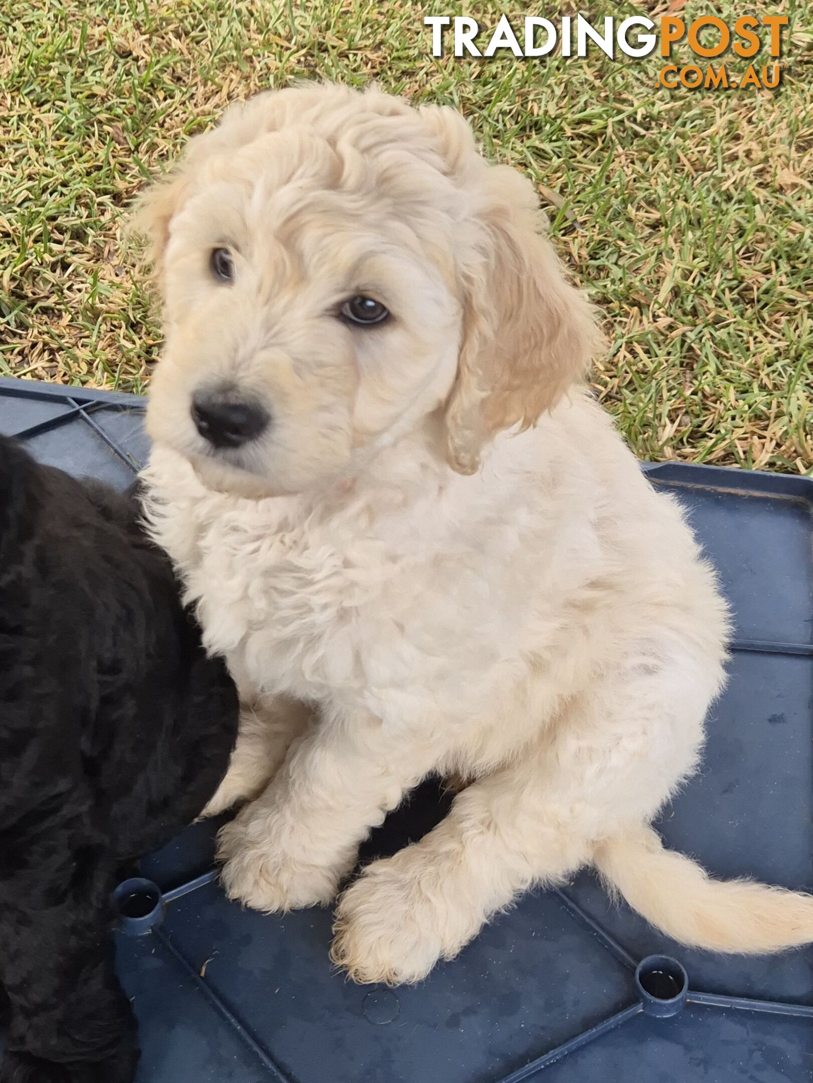 Standard Groodle Puppies