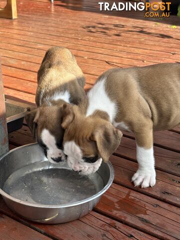 Male Puppies for sale under $30,000 by Private sellers
