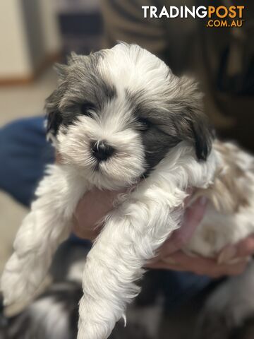 Maltese x Shihtzu puppies currently 7 weeks old