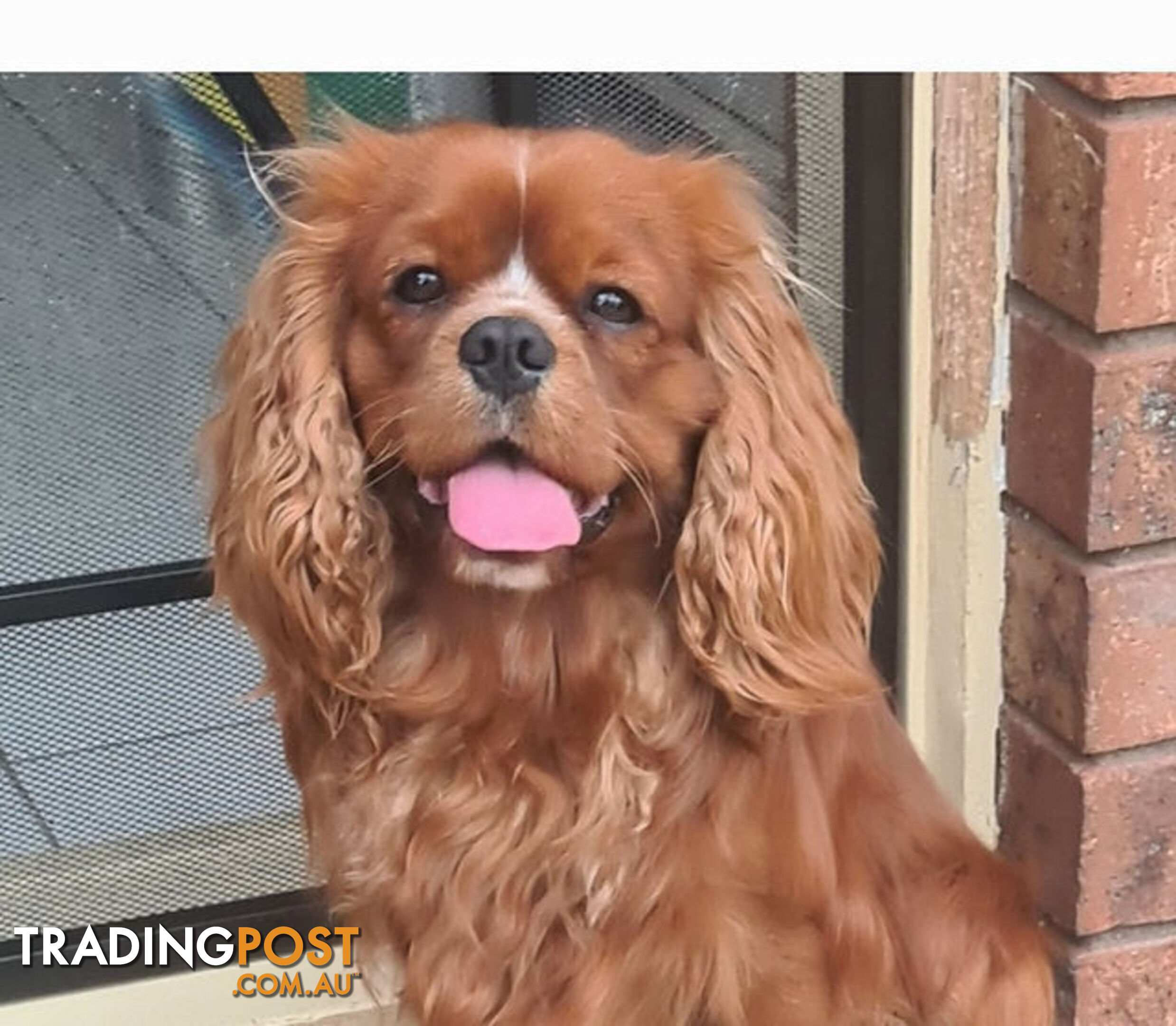 Cavalier King Charles Stud Dog Service Dna Clear Epping
