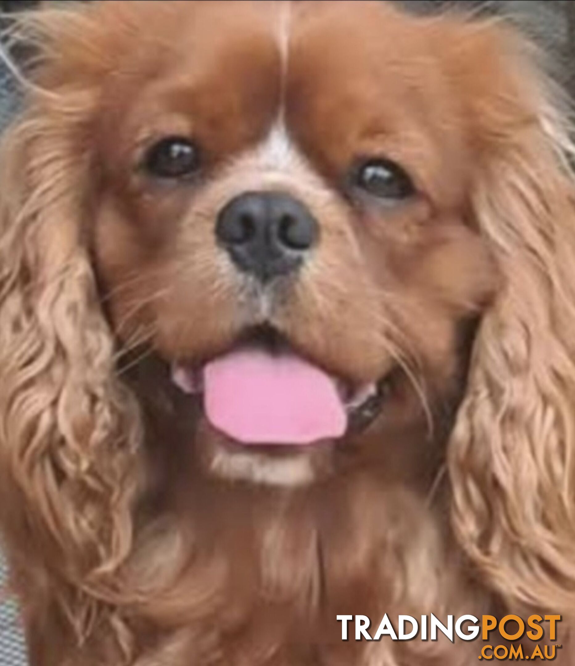 Cavalier King Charles Stud Dog Service Dna Clear Epping