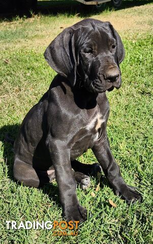 1 Male Great Dane Puppies in Queensland