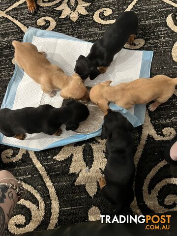Mini dachshund puppies