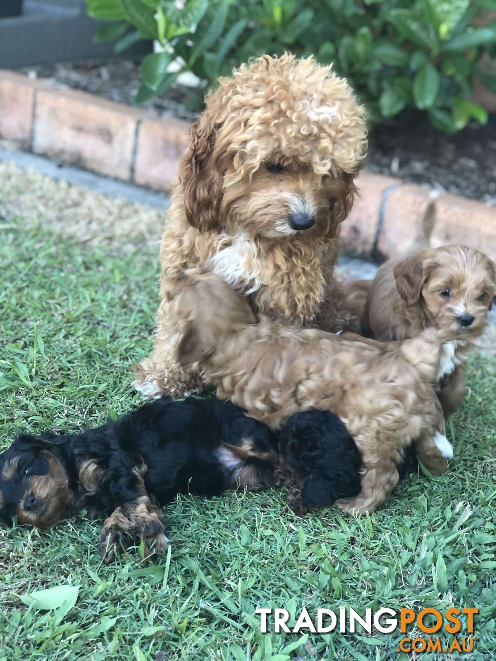 Tea Cup F1b Cavoodle Pups