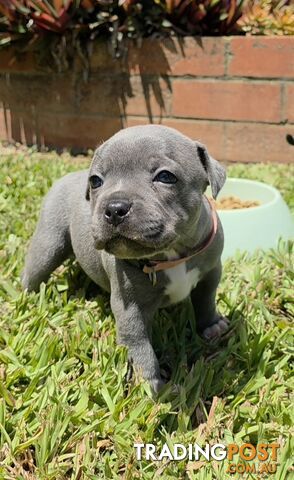 Puppies for Sale for "English Staffy"