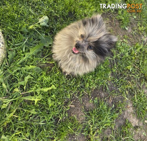 Miniature Pomeranian