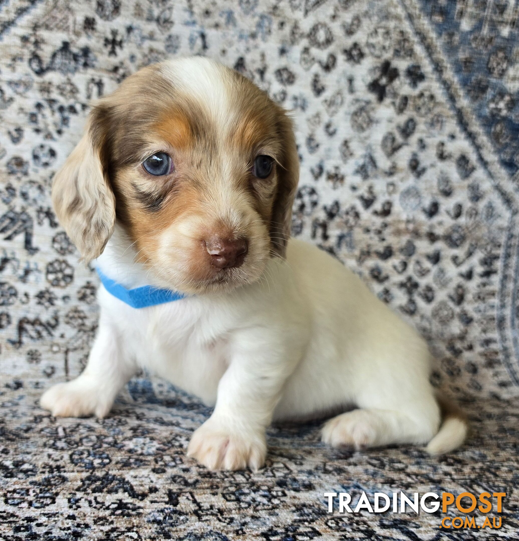 Miniature Dachshund Pups Longhair