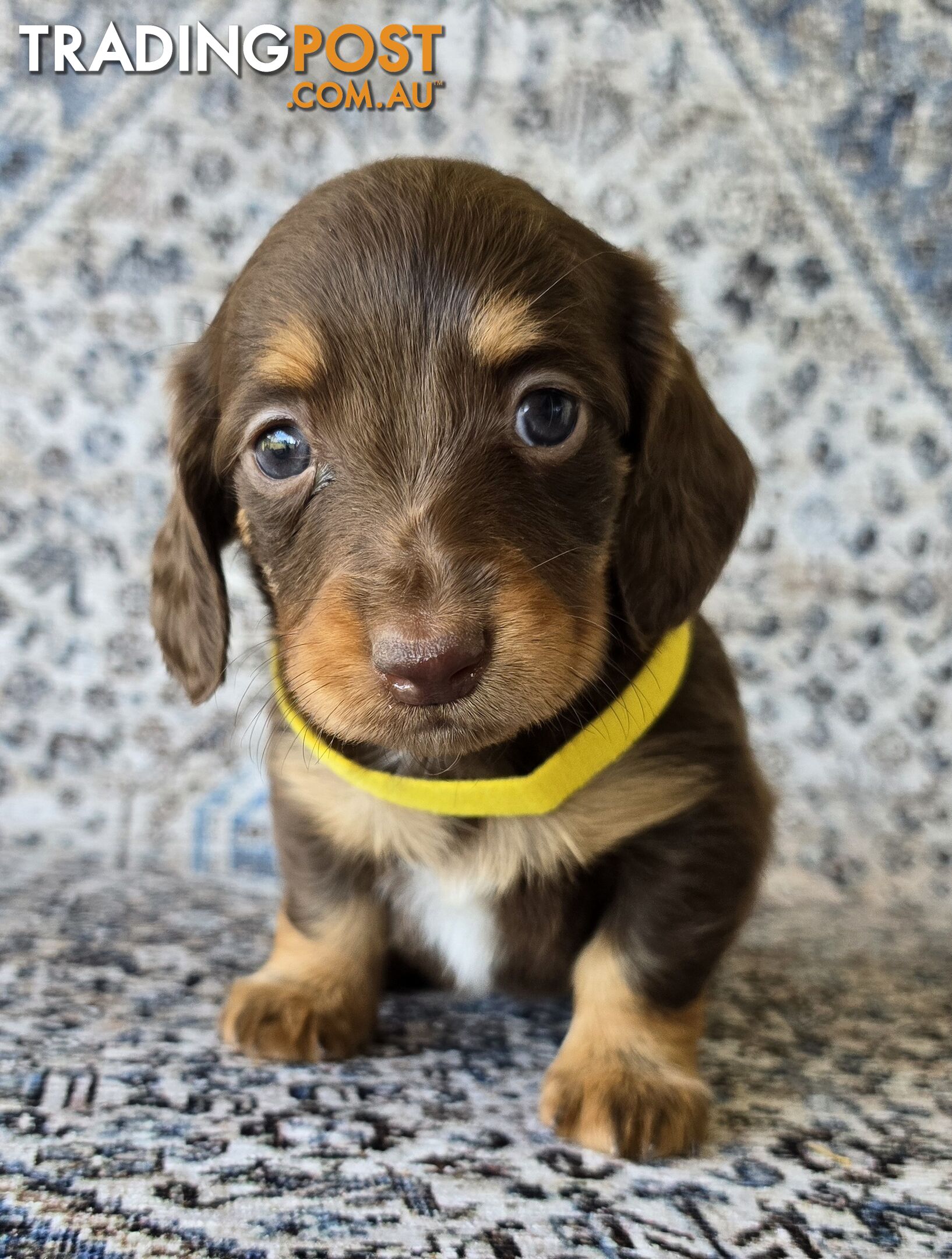 Miniature Dachshund Pups Longhair