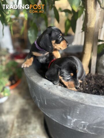 Mini Dachshund