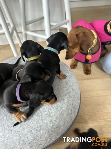 Mini Dachshund