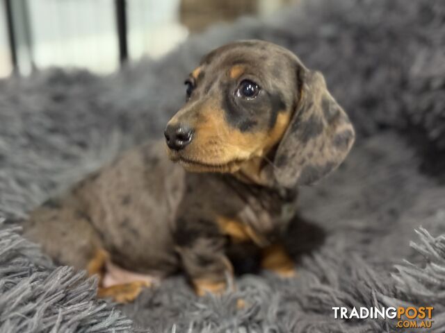 Female Dachshund Puppies for sale by Private sellers
