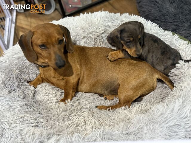 Mini Dachshund Puppies