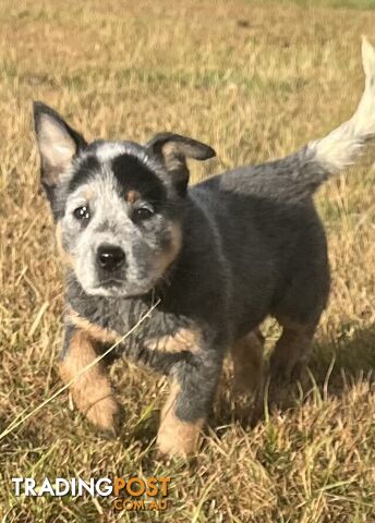 PURE BREED AUSTRALIAN CATTLE DOG PUPPIES