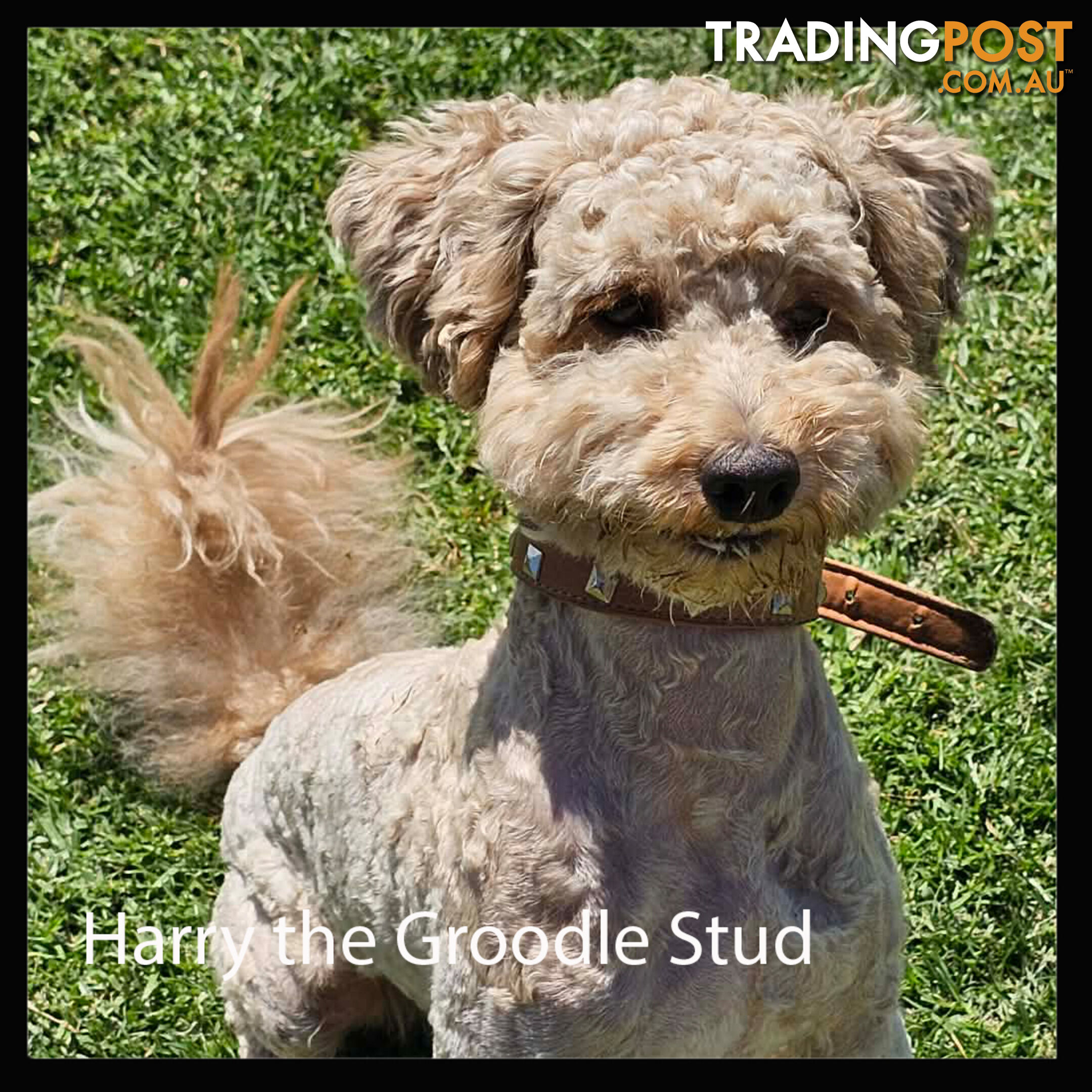 Miniature Groodle Stud Dog F1B NOT FOR SALE