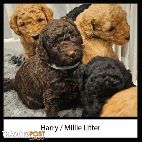 Miniature Groodle Stud Dog F1B NOT FOR SALE