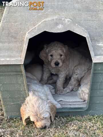 F1 Groodle puppies