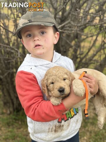 F1 Groodle puppies