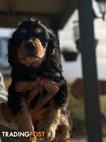 Reduced 3 Gorgeous 16 week old King Charles Springer Spaniel pups