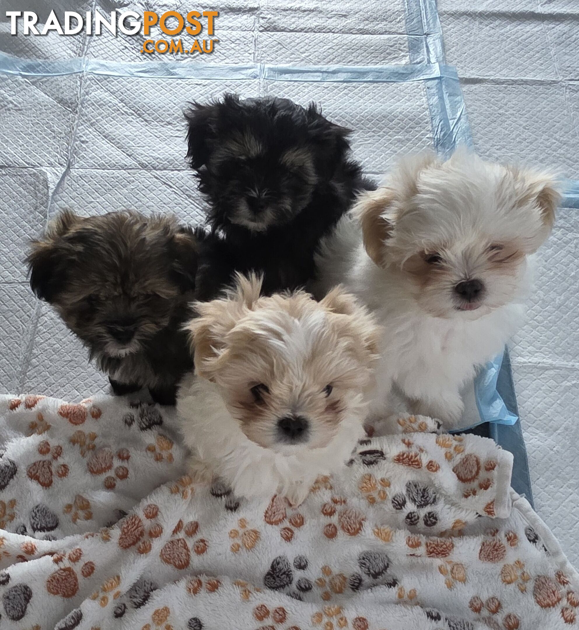 Maltese Shih Tzu Puppy Looking For His Forever Home